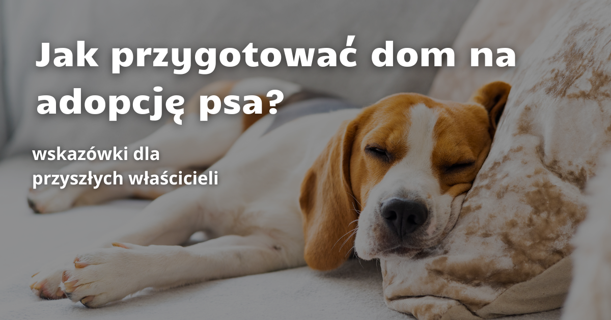 Jak przygotować dom na przyjęcie psa? | Schronisko Na Paluchu